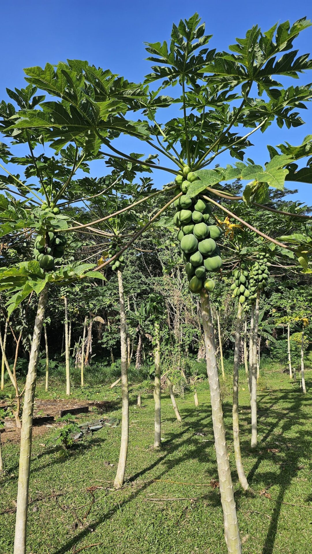 Projects – TUTU Rural Training Center